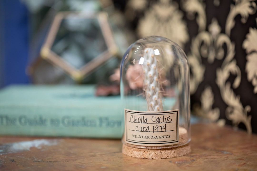 1974 1976 1978 CHOLLA CACTUS | Sand Dried + Perfectly Preserved | Gift ...