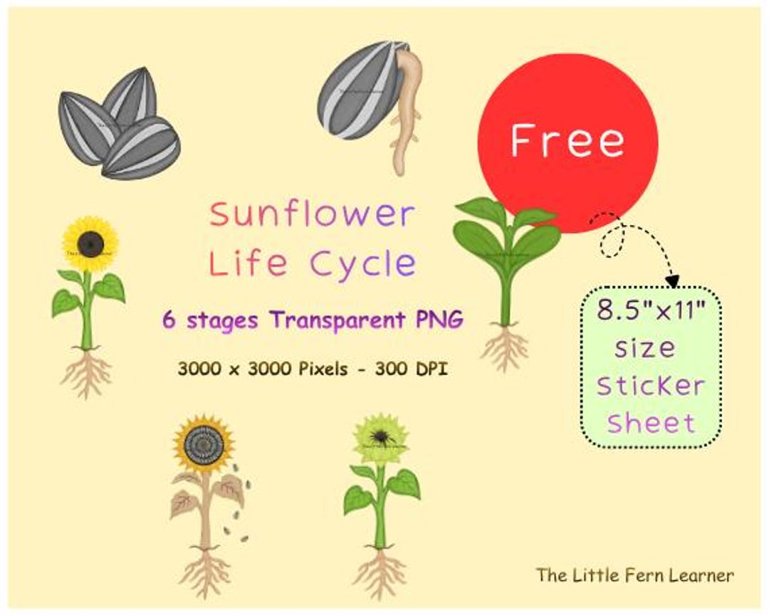 Hand-drawn Sunflower Life Cycle Clipart - Botanical Illustrations PNG ...