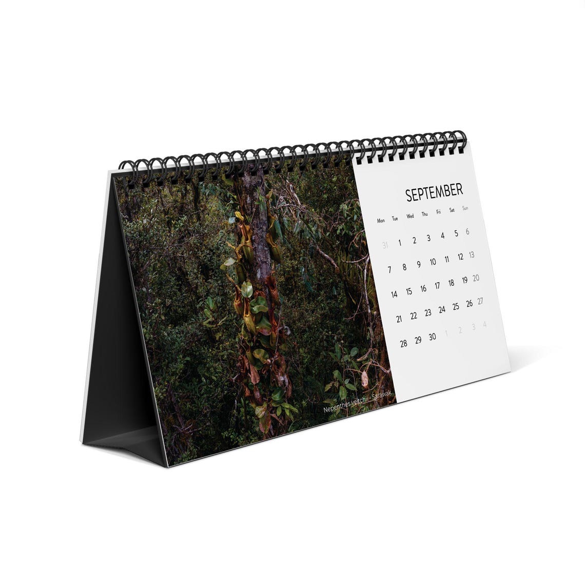 Nepenthes of Borneo 2026 Desk Calendar | Simplex Grid - Etsy