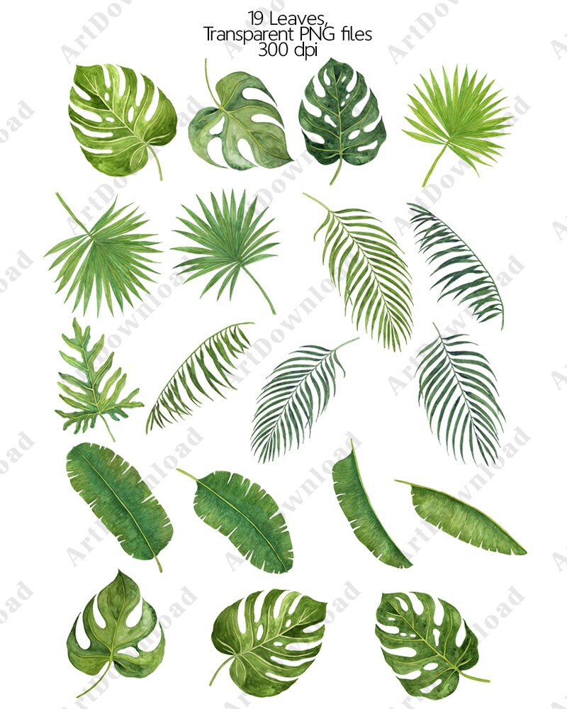 Tropical Leaves Watercolor Leaves Clip Art Monstera Leaves - Etsy