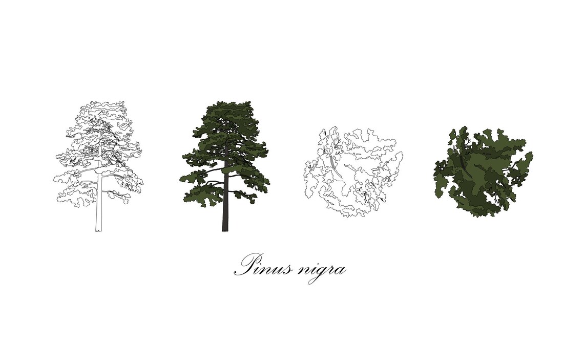 Pinus Nigra Tree CAD Block | DWG | Black Pine Elevation & Plan Views ...