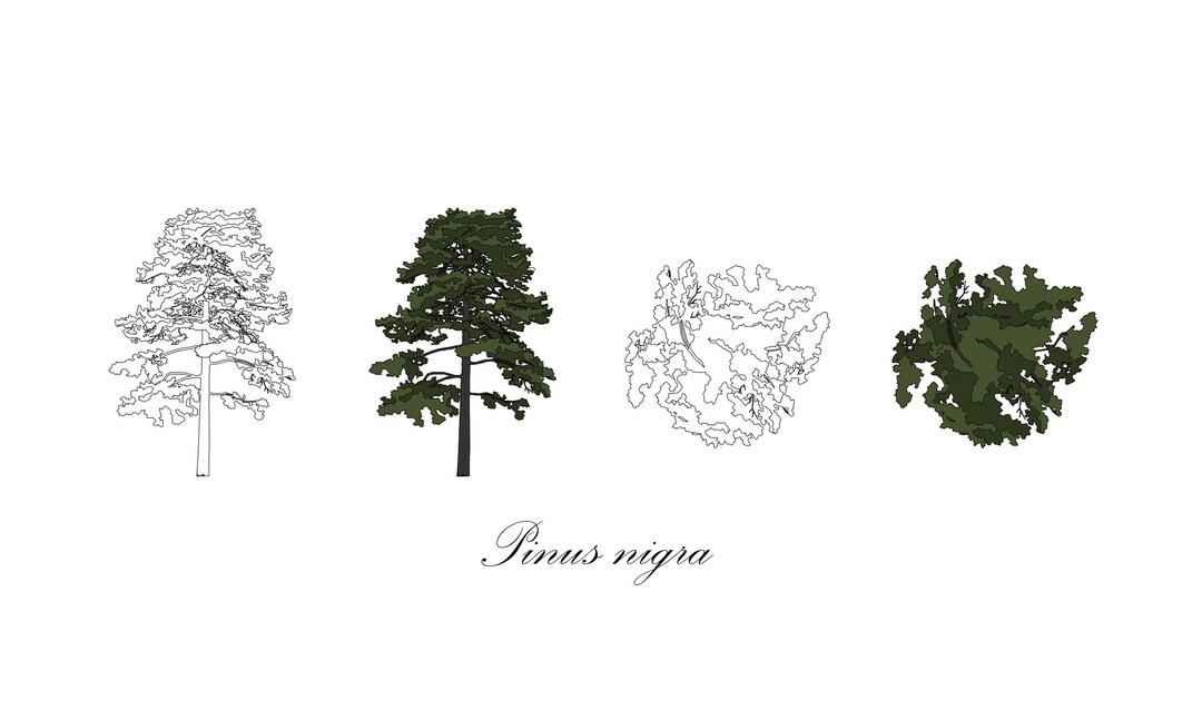 Pinus Nigra Tree CAD Block | DWG | Black Pine Elevation & Plan Views ...
