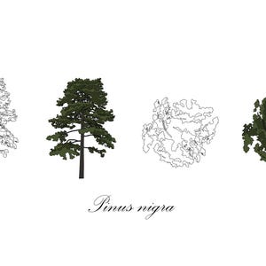 Pinus Nigra Tree CAD Block | DWG | Black Pine Elevation & Plan Views ...