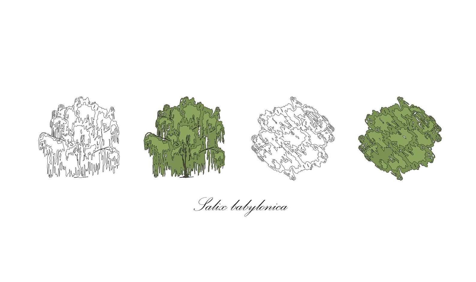 Salix Babylonica Tree CAD Block | DWG | Willow Tree Elevation & Plan ...