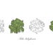 Salix Babylonica Tree CAD Block | DWG | Willow Tree Elevation & Plan ...