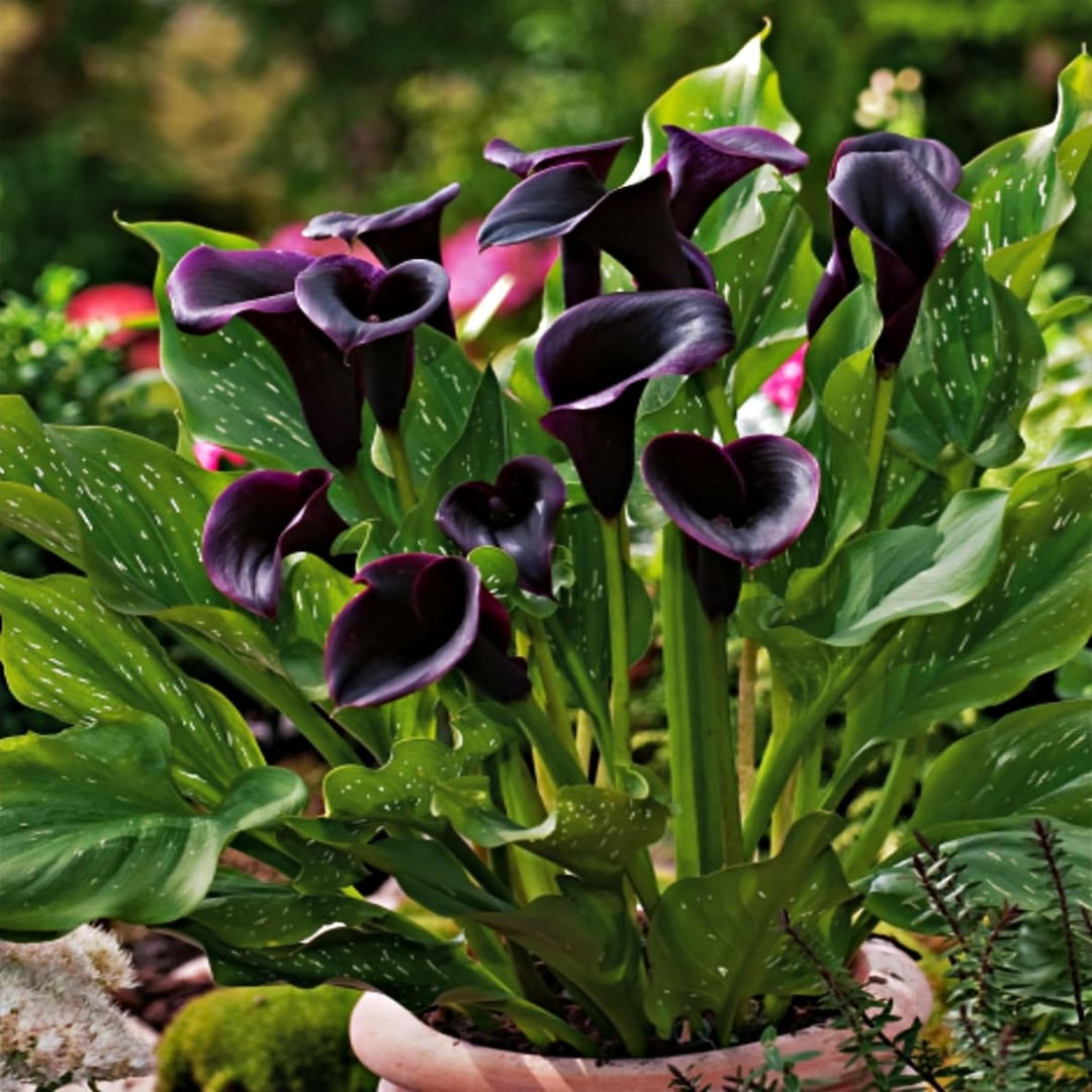 Black Calla Lily Bulbs – Dark Purple Zantedeschia (3) - Etsy