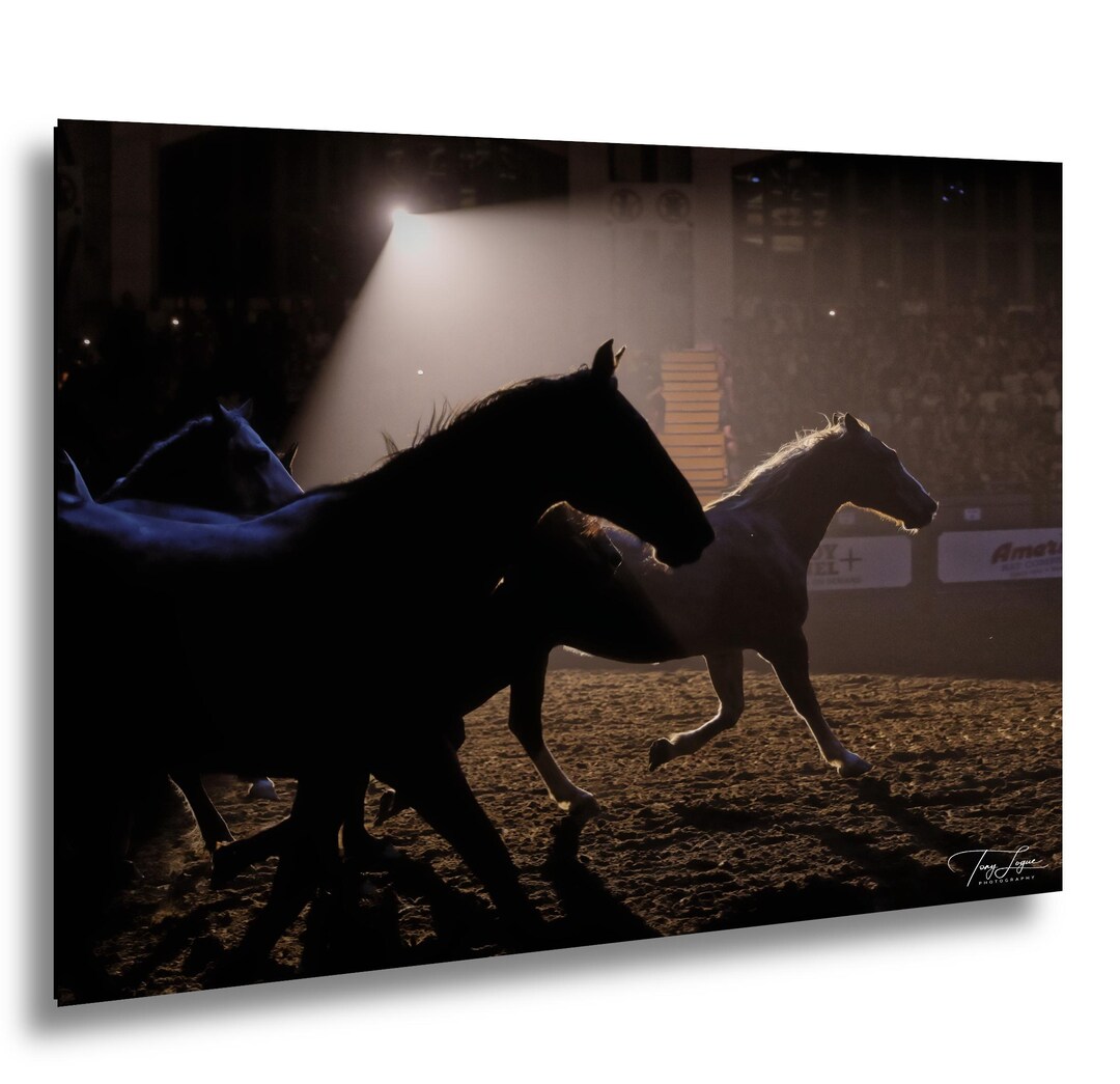 Rodeo Horses Running in Arena, Texas Rodeo Horse Photo, Western Wall ...