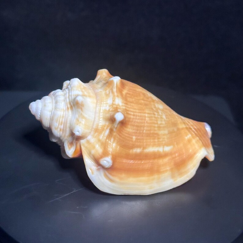 Florida Fighting Conch Shell | Strombus Alatus | Natural Peach Sea ...