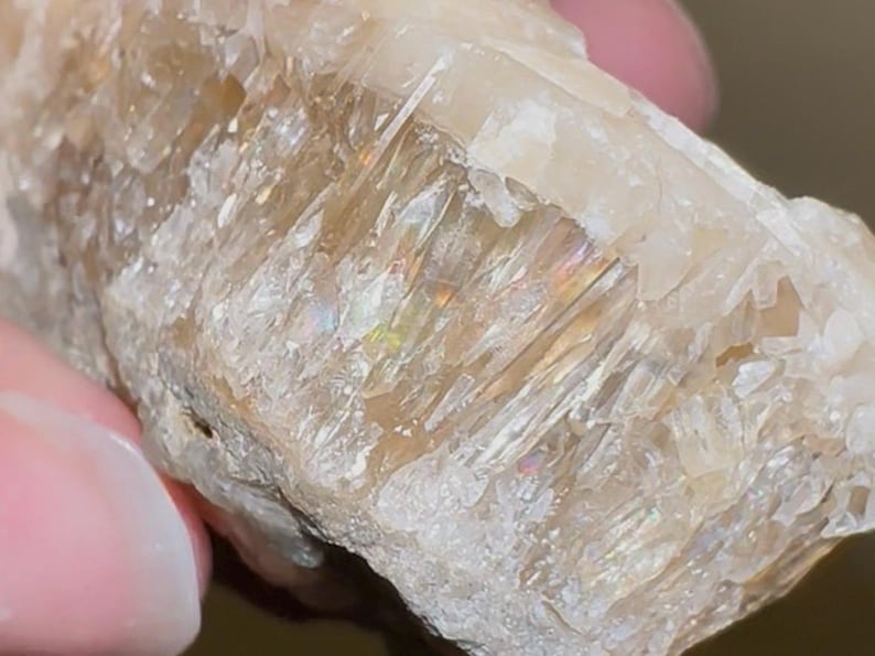 Calcite Crystal Clam Shell Fossil | Okeechobee, Florida | Golden Yellow ...