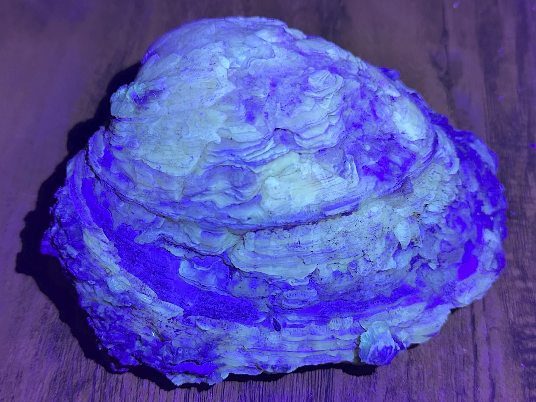 Calcite Crystal Clam Shell Fossil | Okeechobee, Florida | Golden Yellow ...