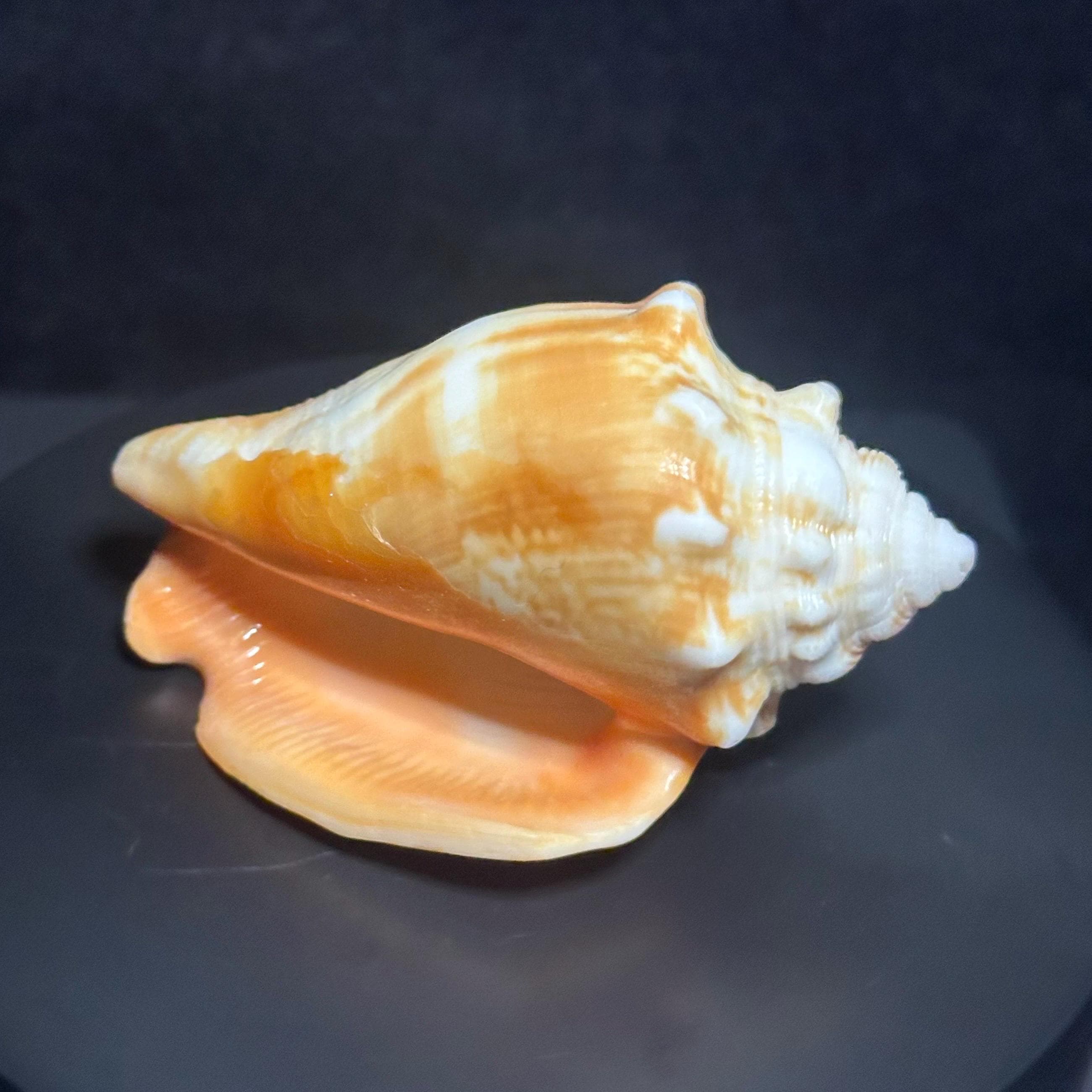 Florida Fighting Conch Shell | Strombus Alatus | Natural Peach Sea ...
