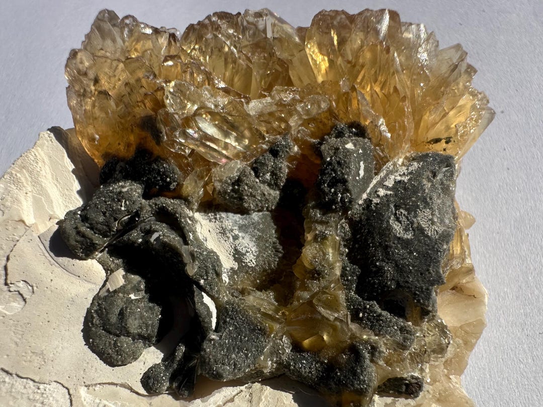 Calcite Crystal Clam Shell Fossil | Rucks Pit Florida Fossil | Yellow ...