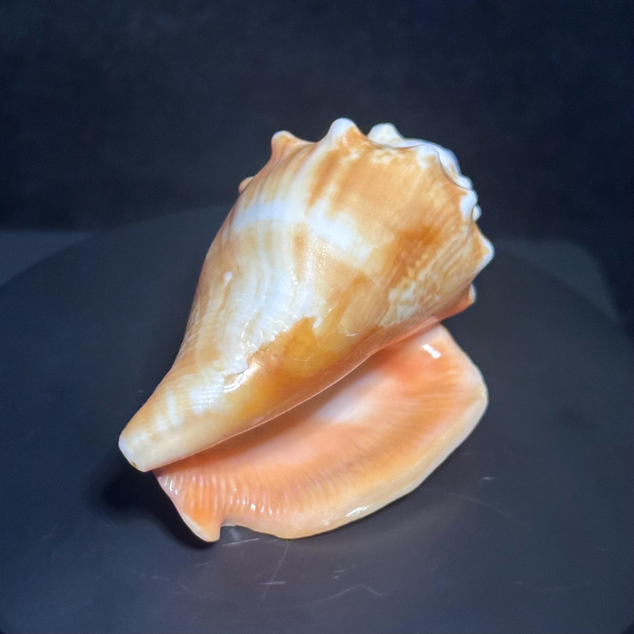 Florida Fighting Conch Shell | Strombus Alatus | Natural Peach Sea ...