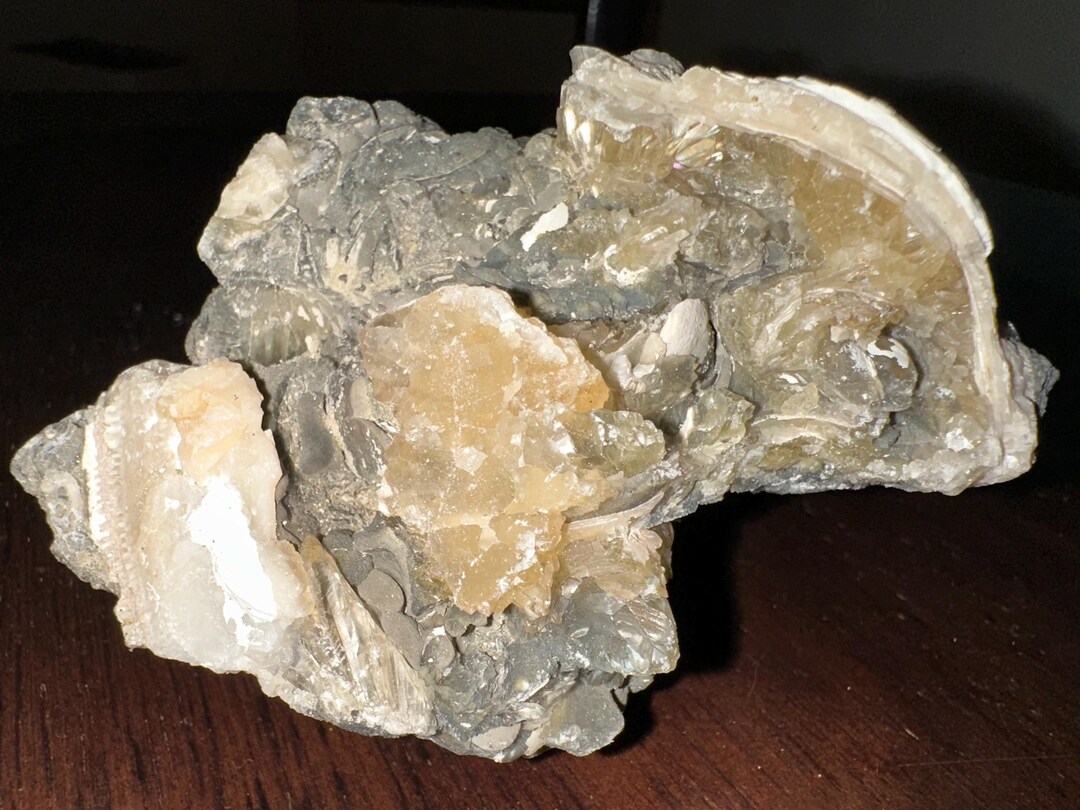 Calcite Crystal Clam Shell Fossil | Rucks Pit Florida Fossil | Yellow ...