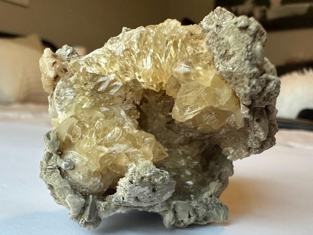 Calcite Crystal Clam Shell Fossil | Rucks Pit Florida Fossil | Yellow ...