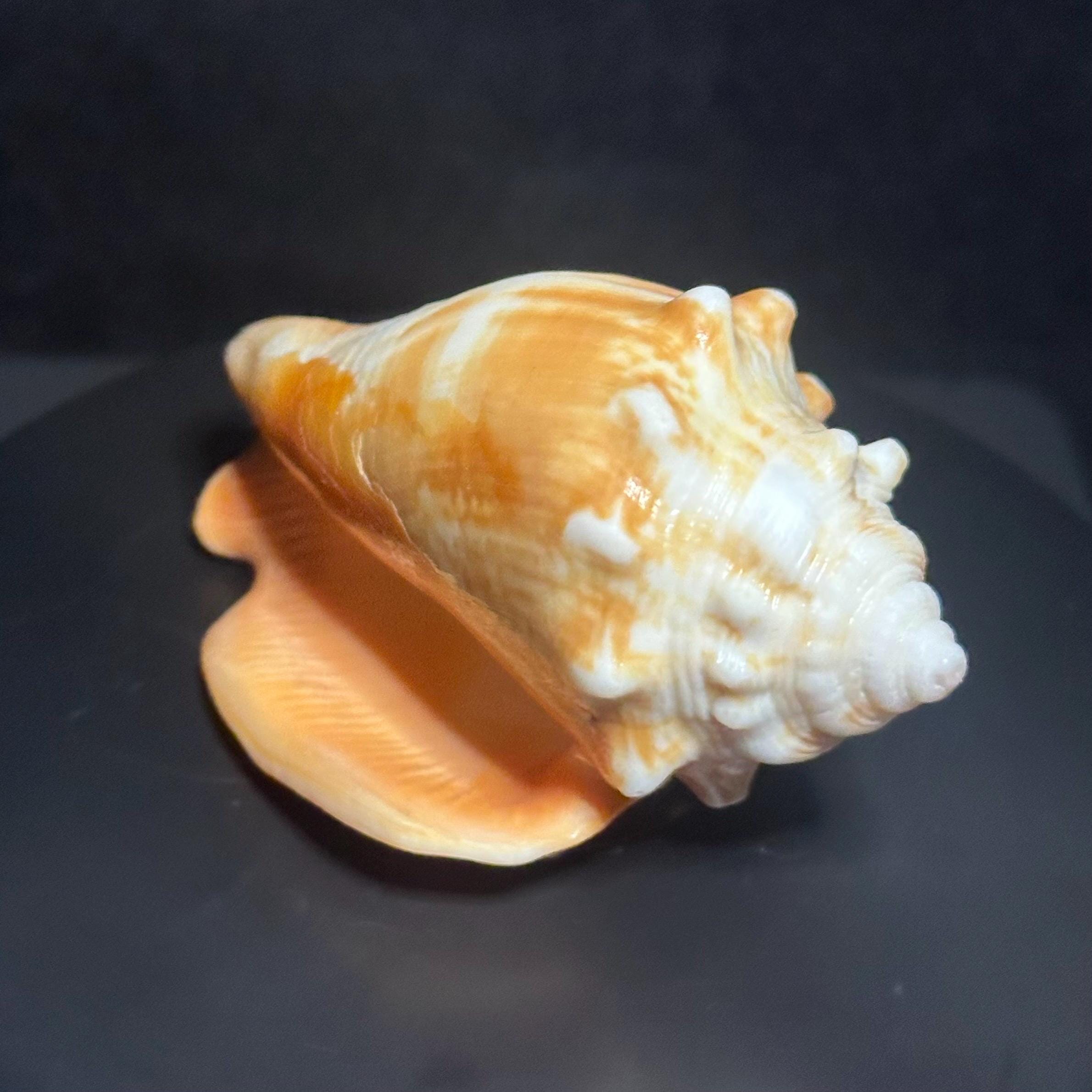 Florida Fighting Conch Shell | Strombus Alatus | Natural Peach Sea ...