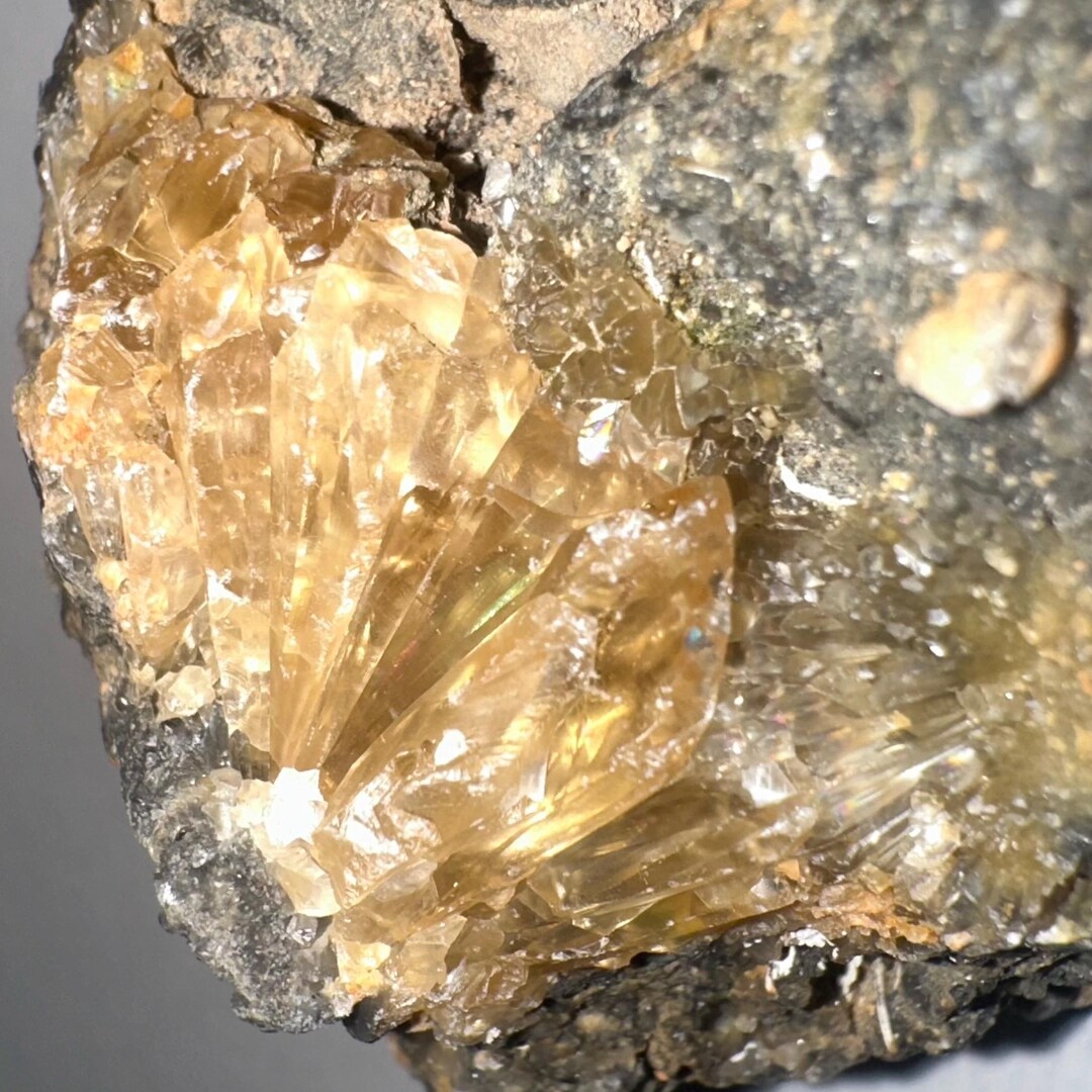 Calcite Crystal Clam Shell Fossil | Okeechobee, Florida | Golden Yellow ...