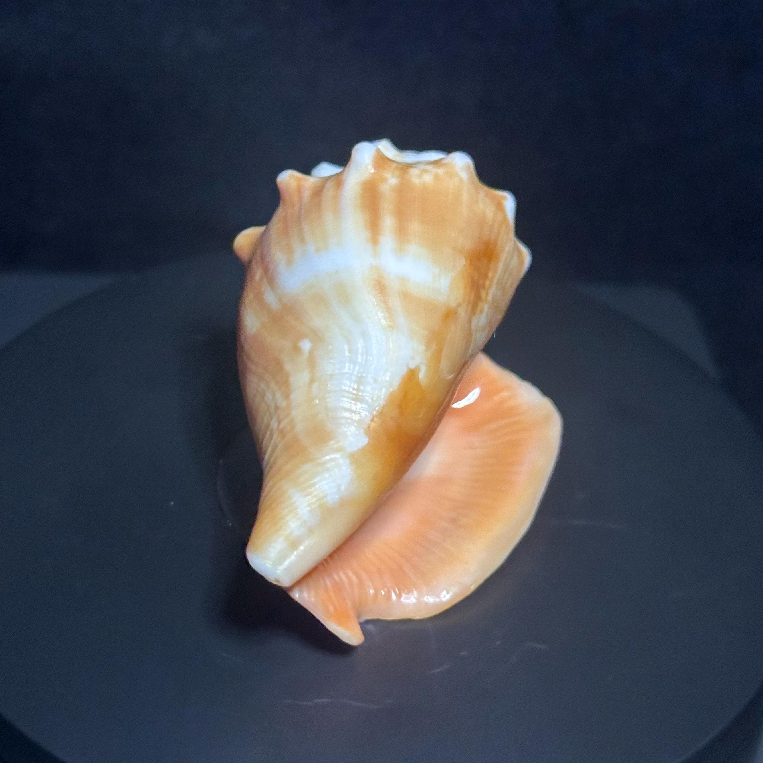 Florida Fighting Conch Shell | Strombus Alatus | Natural Peach Sea ...