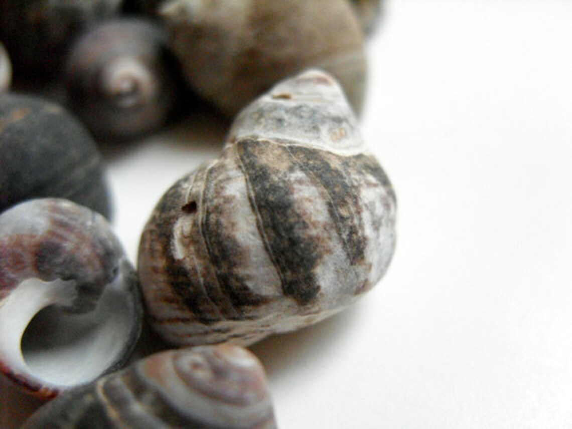 Periwinkle Shells Maine Sea Shells Set of 50 Craft Shells - Etsy