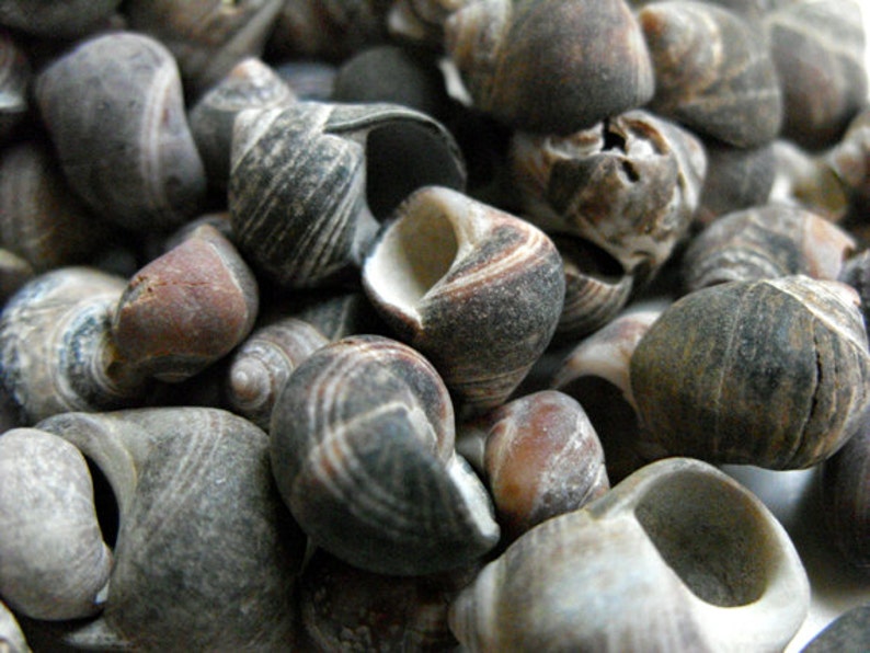 Periwinkle Shells Maine Sea Shells Set of 50 Craft Shells | Etsy
