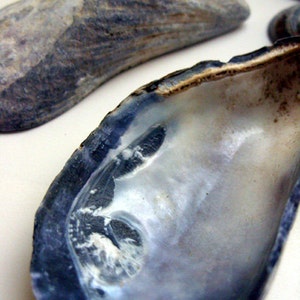 Mussel Shells, Maine Seashells, Shells for Wreaths, Jewelry, Garland ...