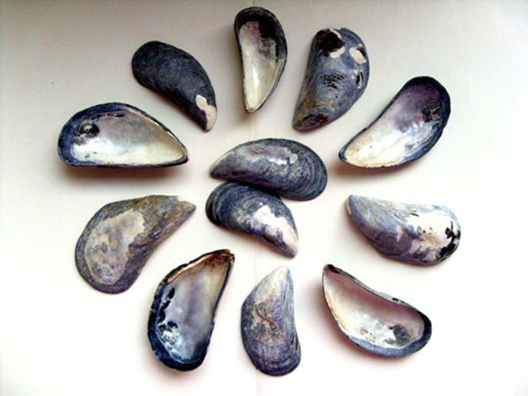 Mussel Shells, Maine Seashells, Shells for Wreaths, Jewelry, Garland ...
