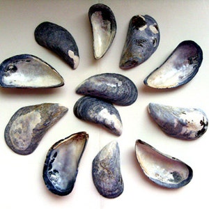 Mussel Shells, Maine Seashells, Shells for Wreaths, Jewelry, Garland ...