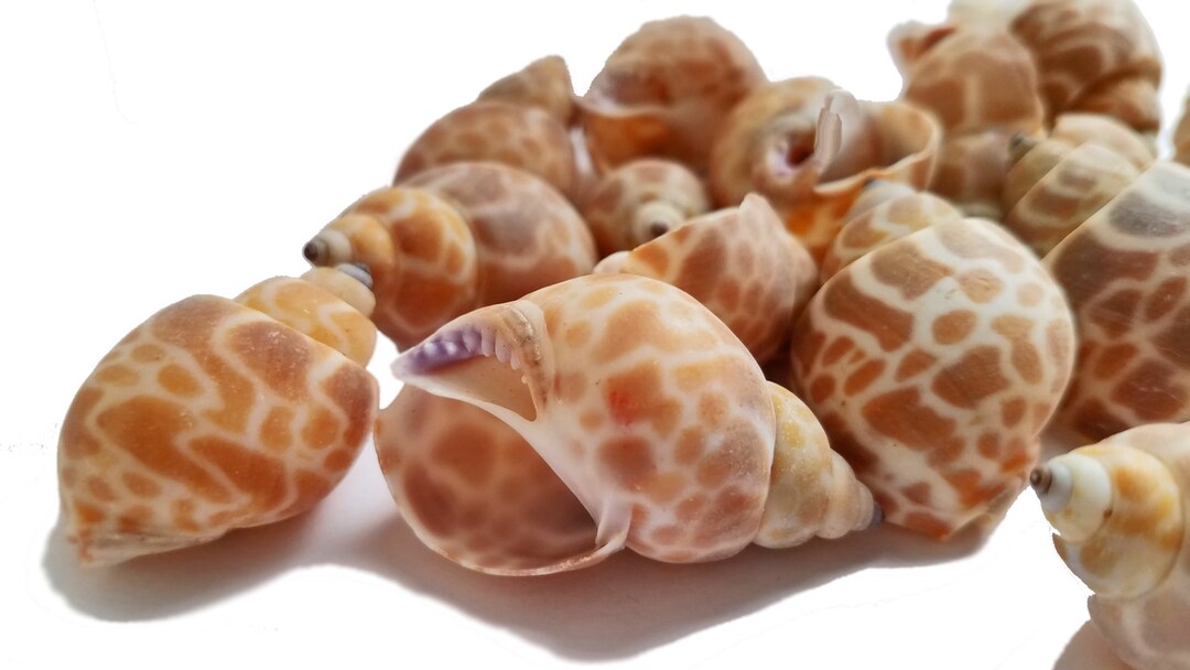 Babylonia Zeylanica Seashells - Babylonia Shells, Babylon Shells, Beach ...