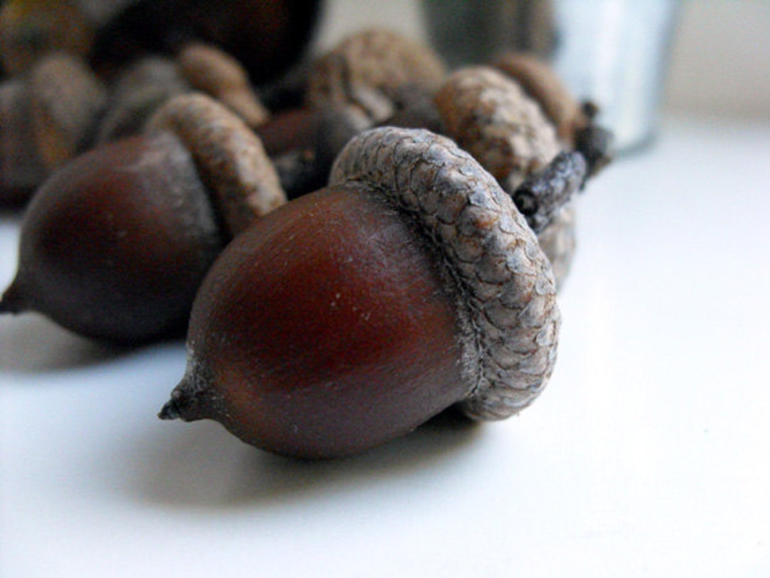 25 Natural Acorns Real Red Oak Acorns With Acorn Caps, Autumn Decor ...