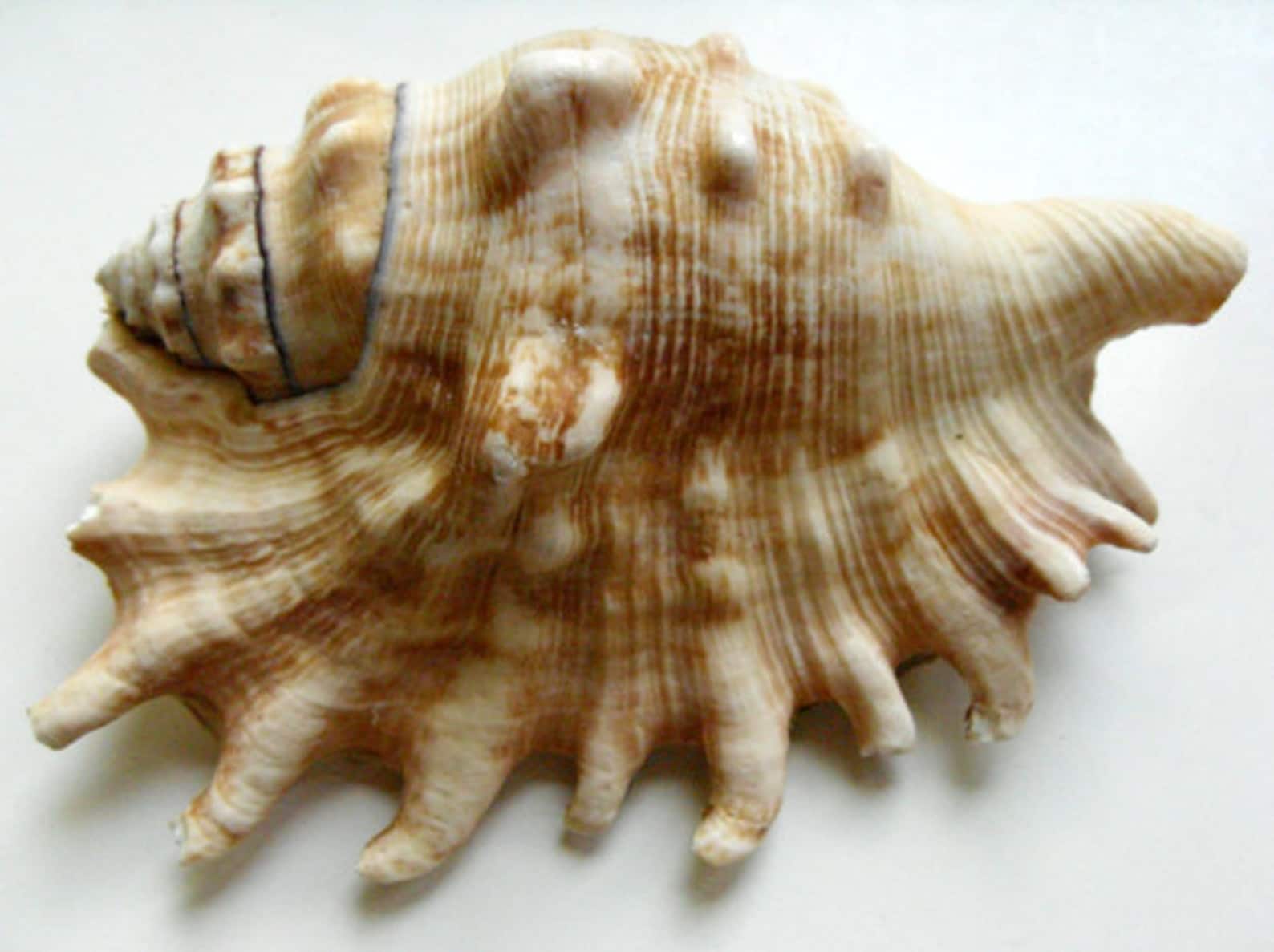 Spider Conch Shells Murex lambis seashell set of 3 shells | Etsy