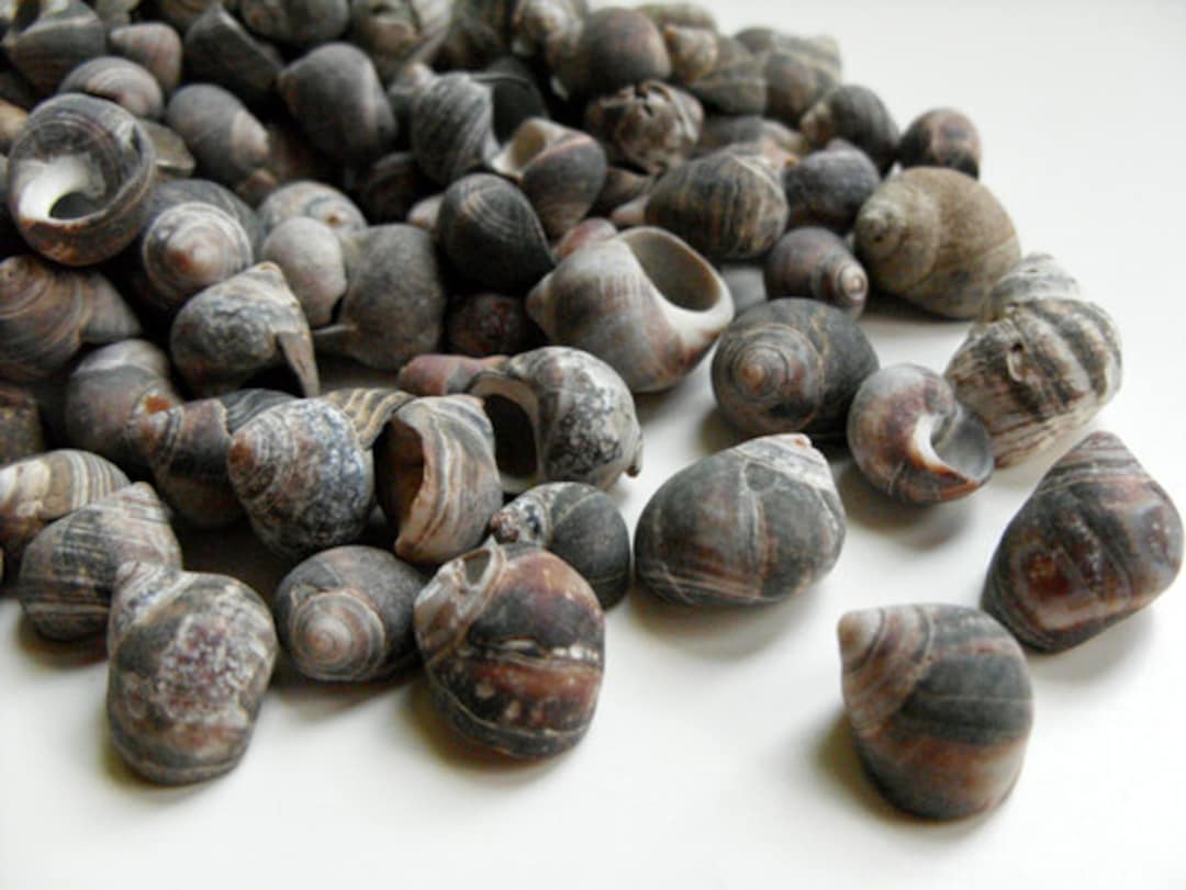 Periwinkle Shells - Maine Sea Shells, Set of 50, Craft Shells, Shells ...