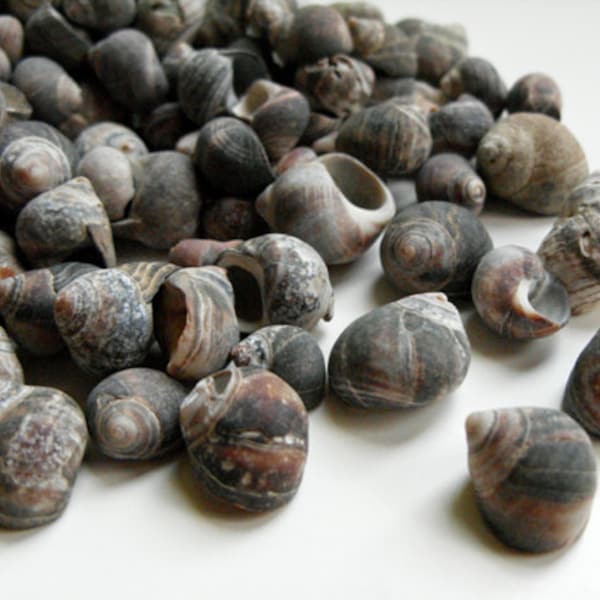 Periwinkle Shell - Etsy