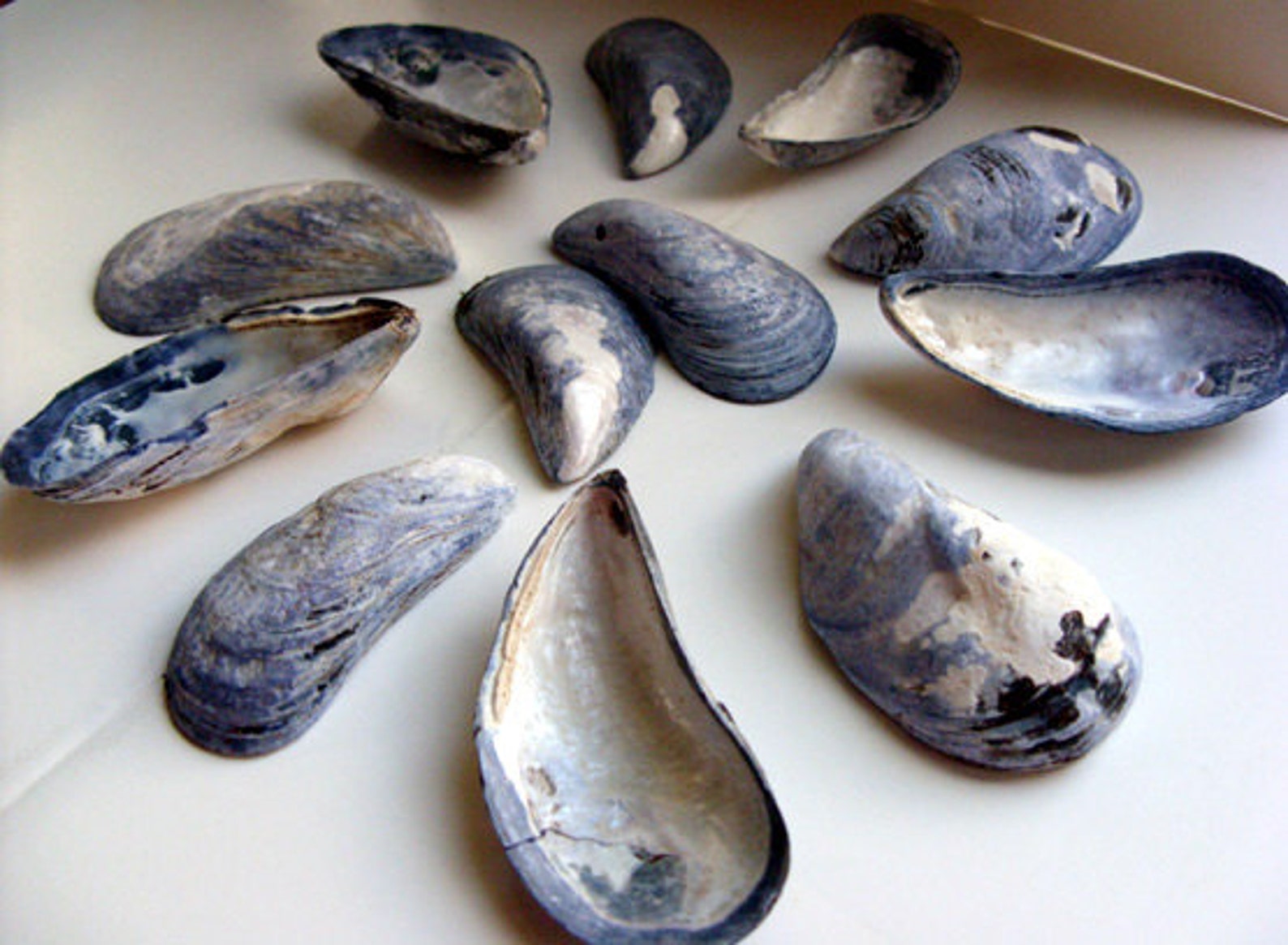 Mussel Shells Maine Seashells Shells for Wreaths Jewelry - Etsy Canada