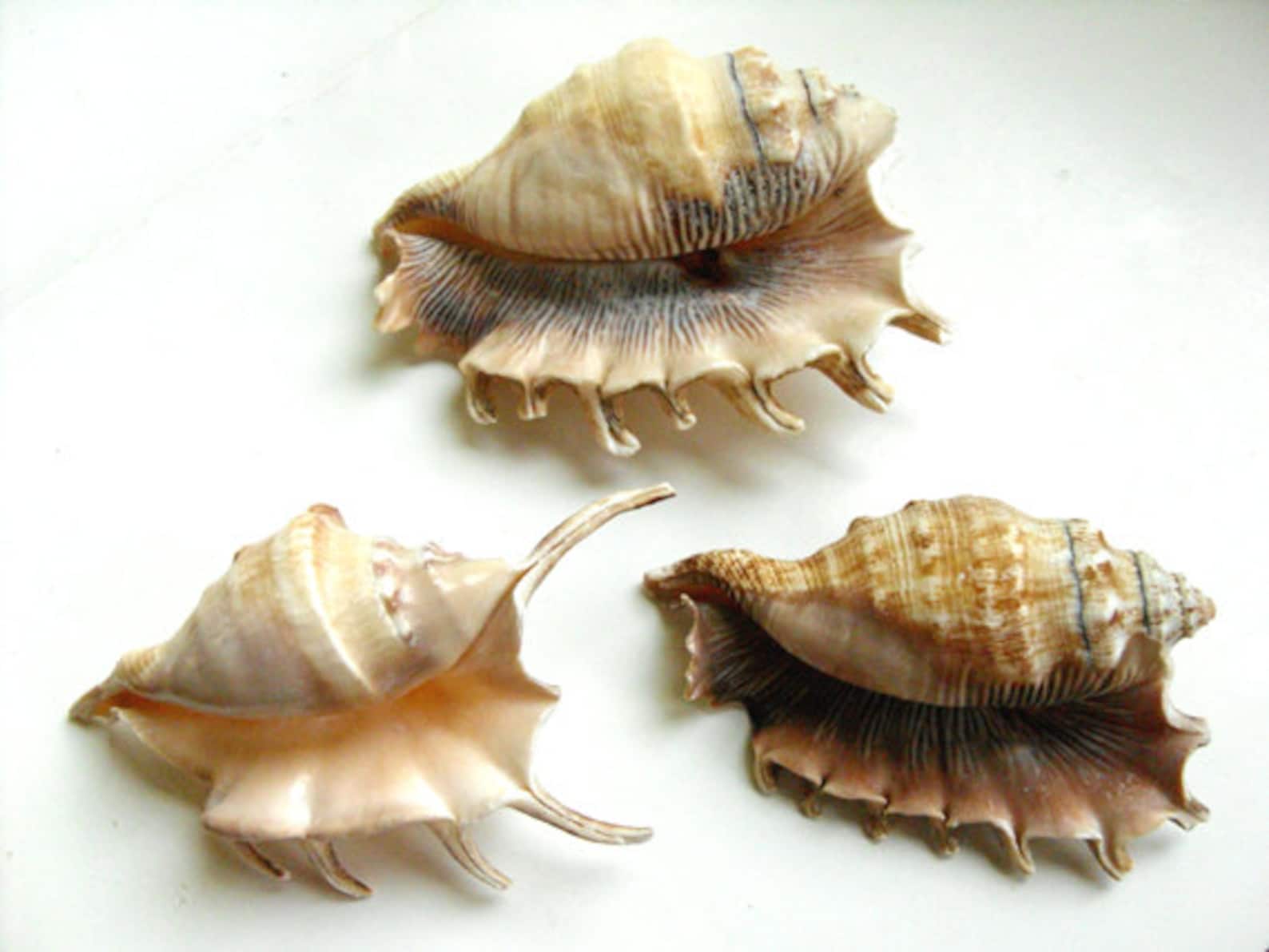 Spider Conch Shells Murex Lambis Seashell Set of 3 Shells - Etsy