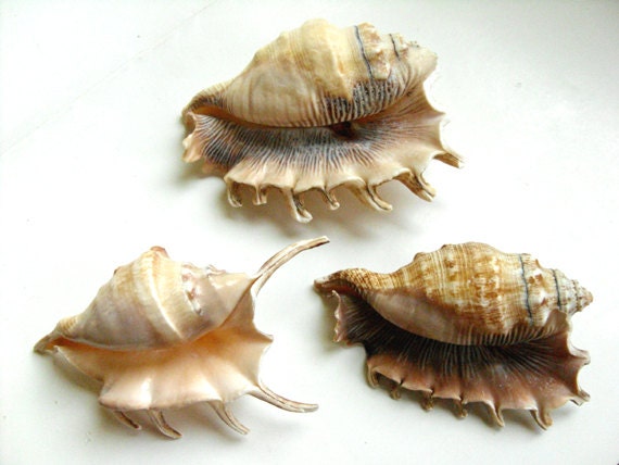 Types Of Conch Shells