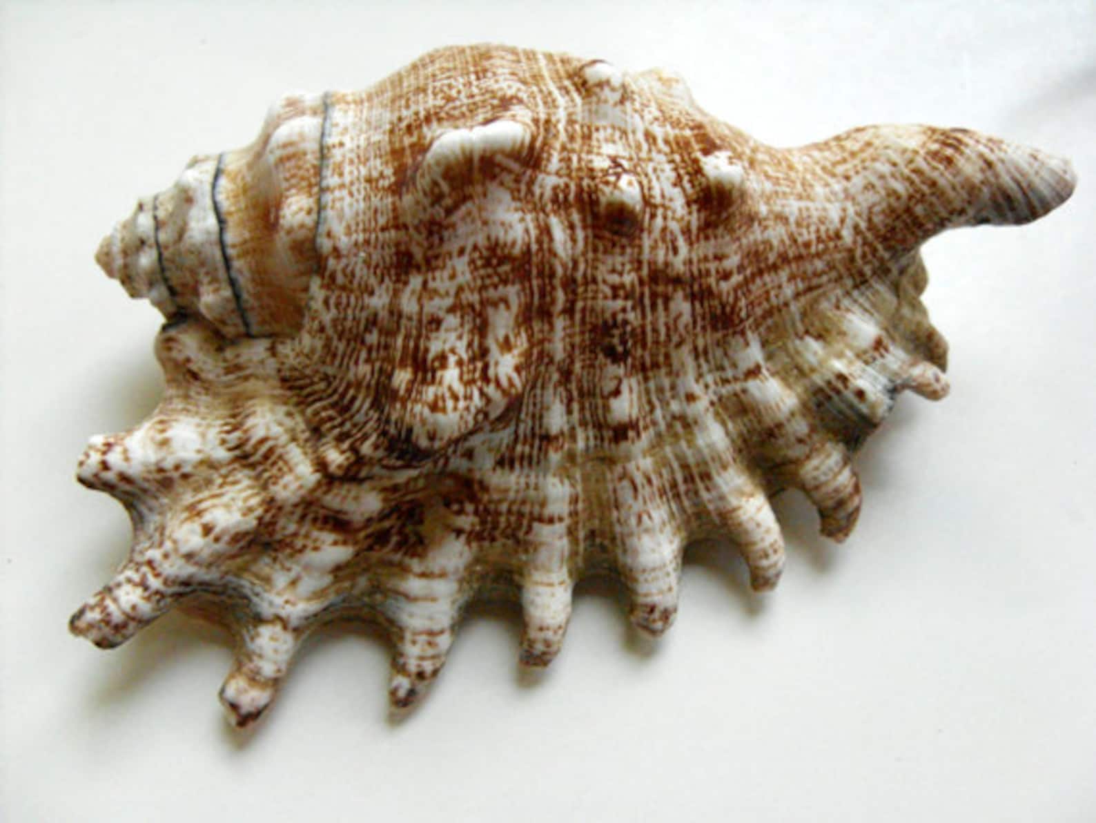 Spider Conch Shells Murex lambis seashell set of 3 shells | Etsy