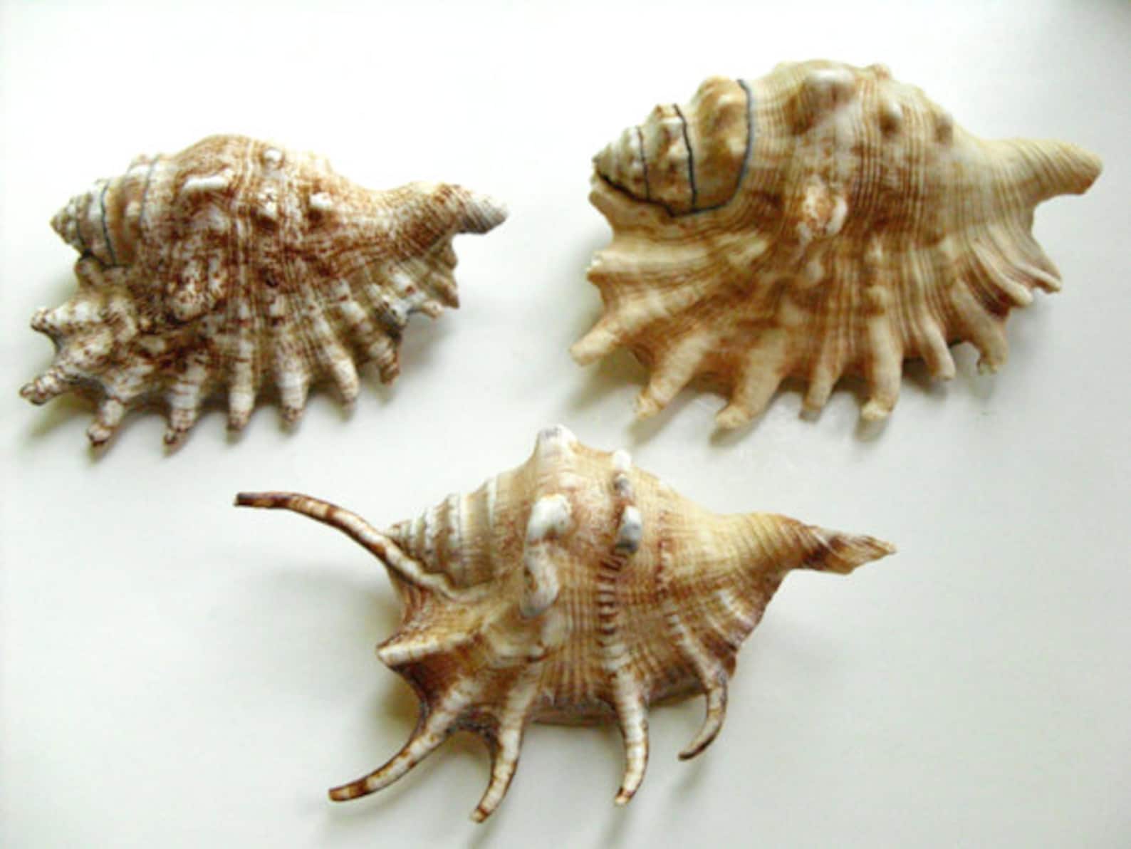 Spider Conch Shells Murex Lambis Seashell Set of 3 Shells - Etsy