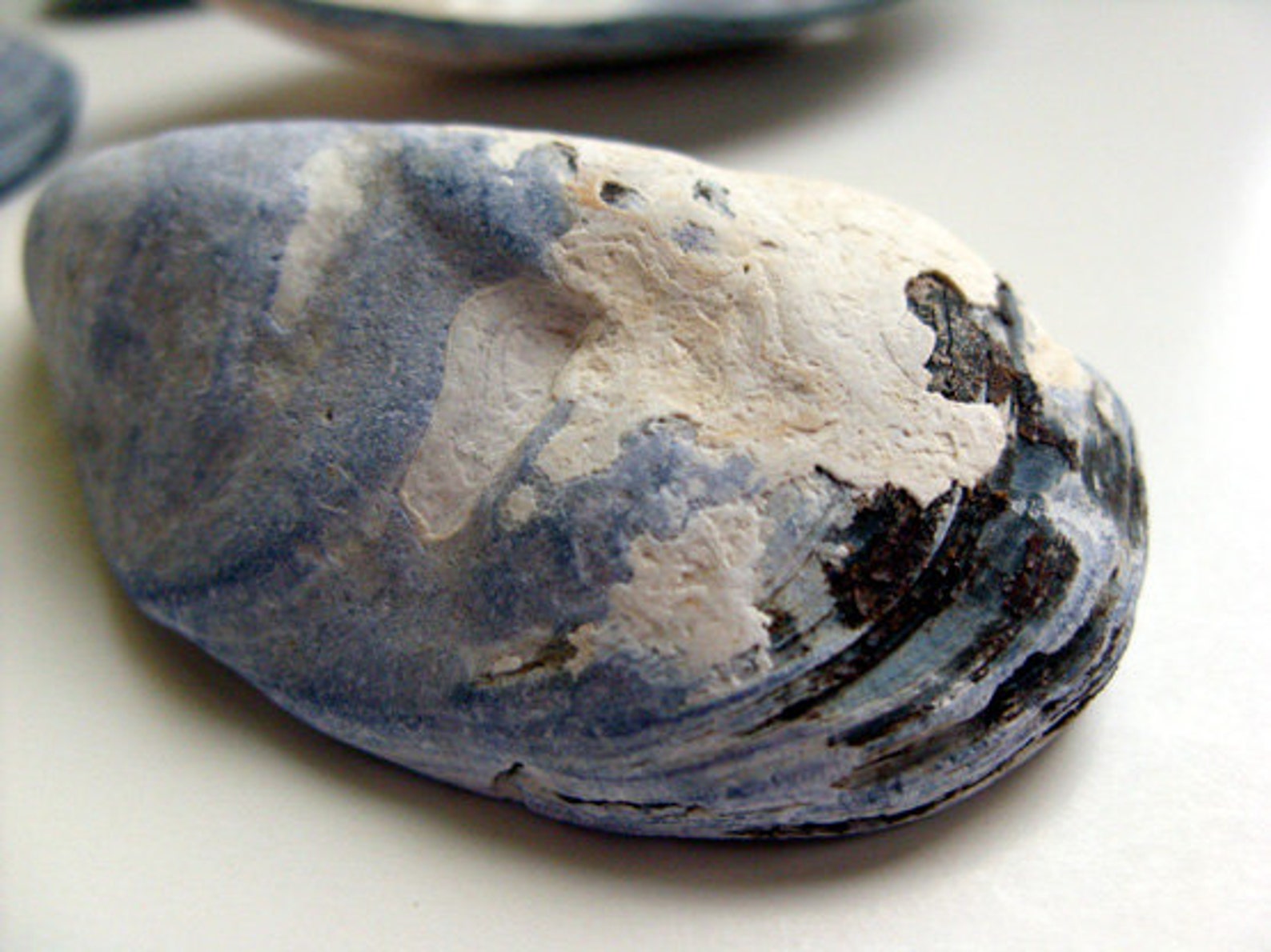 Mussel Shells Maine seashells shells for wreaths jewelry | Etsy