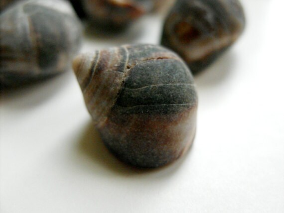 Periwinkle Shells Maine Sea Shells Set of 50 Craft Shells | Etsy