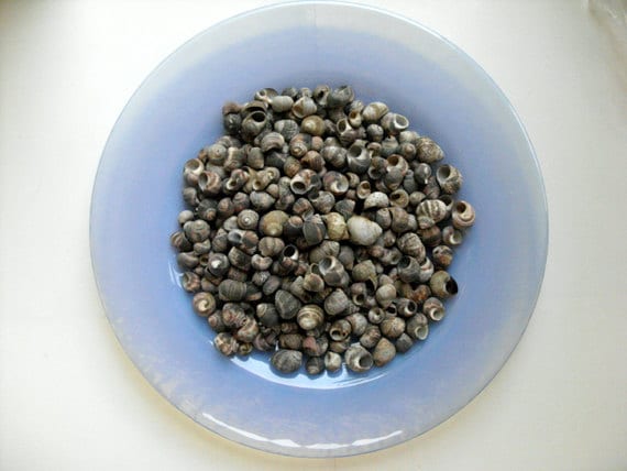 Periwinkle Shells Maine Sea Shells Set of 50 Craft Shells | Etsy