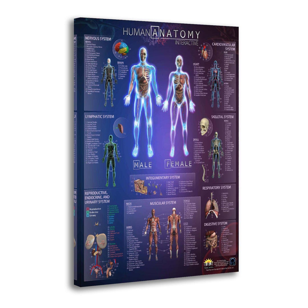 Human Anatomy Chart Wall Art Picture Painting Poster Canvas Print ...