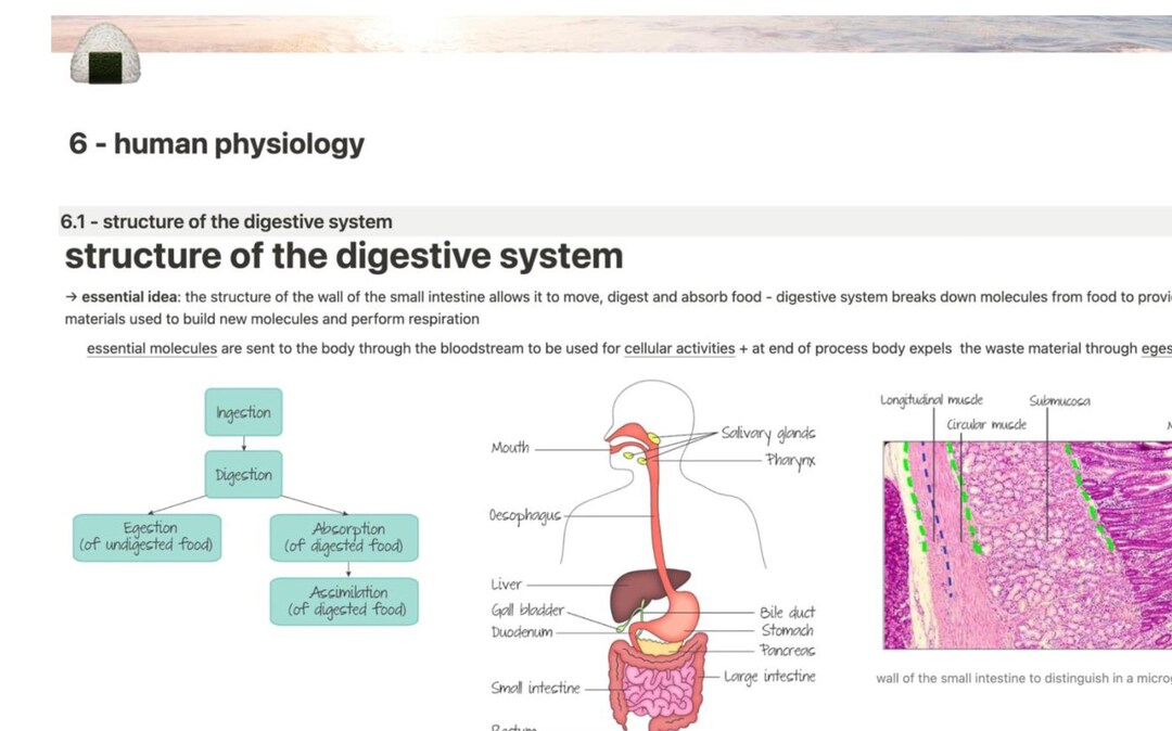 6 - Human Physiology.pdf - Etsy