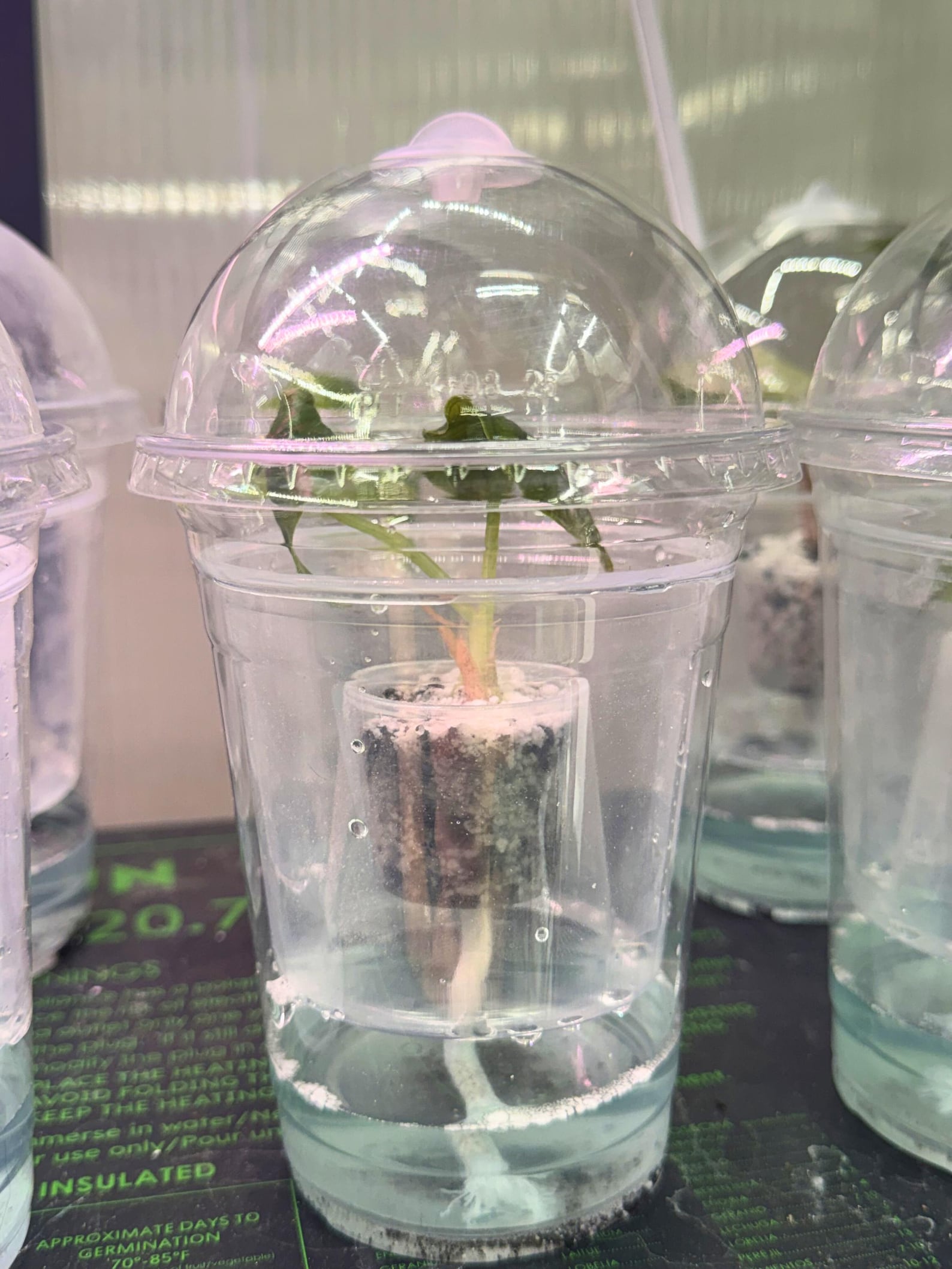 TC Bomber Dome Bundle (vented) Self Watering, Designed for Tissue ...
