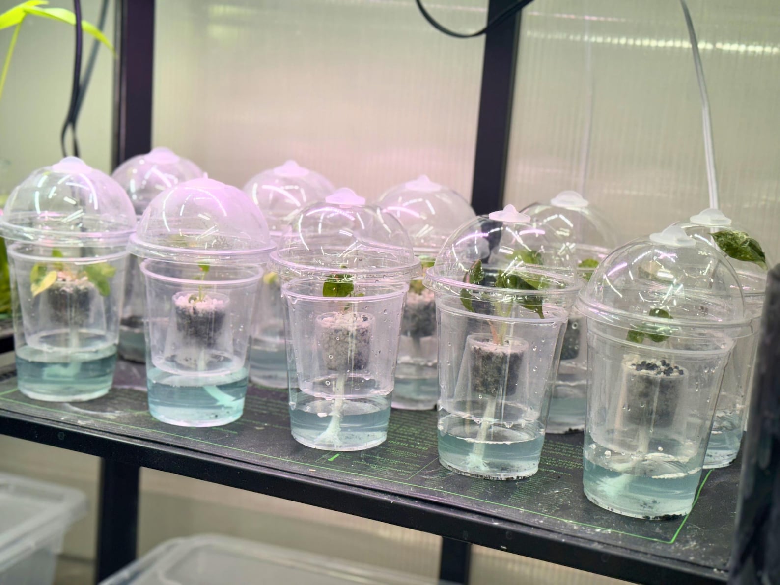 TC Bomber Dome Bundle (vented) Self Watering, Designed for Tissue ...