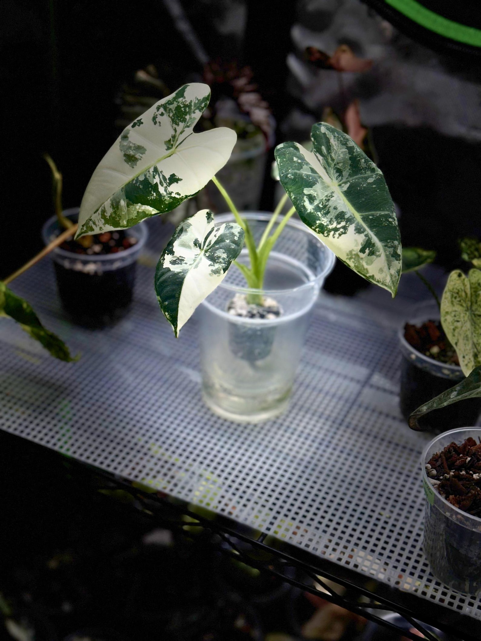 TC Bomber Dome Bundle (vented) Self Watering, Designed for Tissue ...