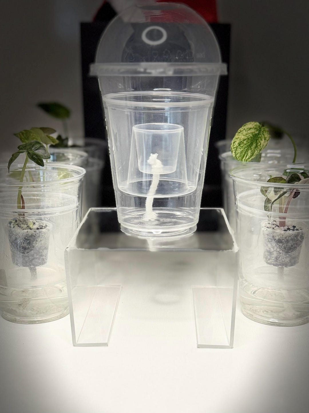TC Bomber Dome - Bundle - Self Watering, Designed for Tissue Culture ...