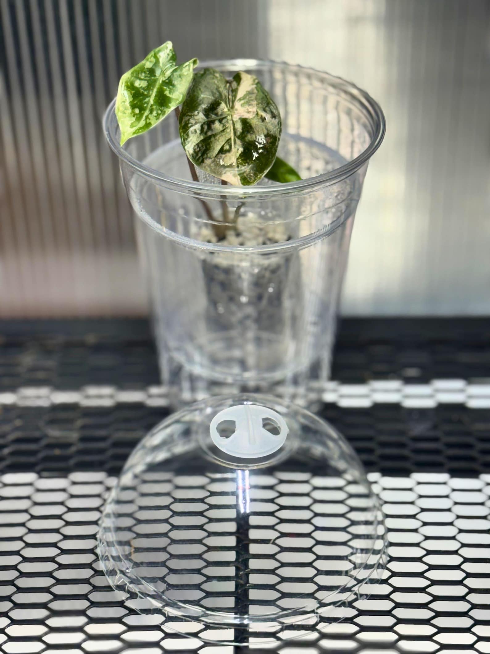 TC Bomber Dome Bundle (vented) Self Watering, Designed for Tissue ...