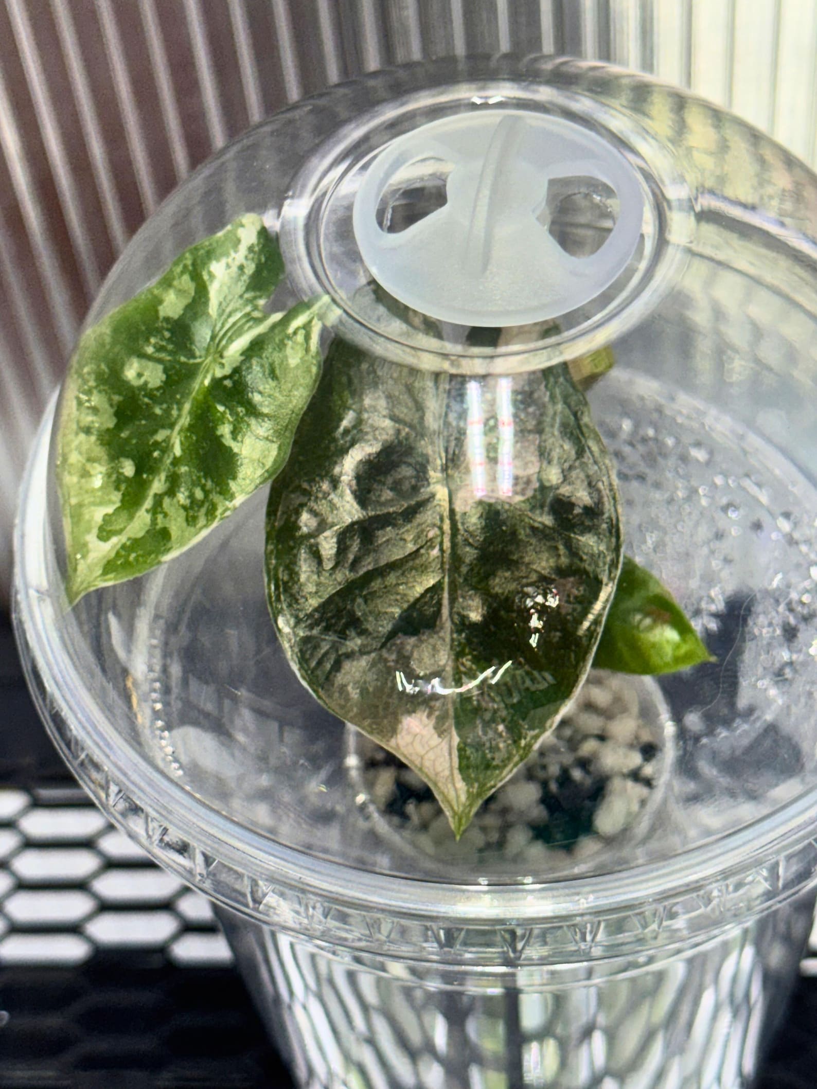 TC Bomber Dome Bundle (vented) Self Watering, Designed for Tissue ...