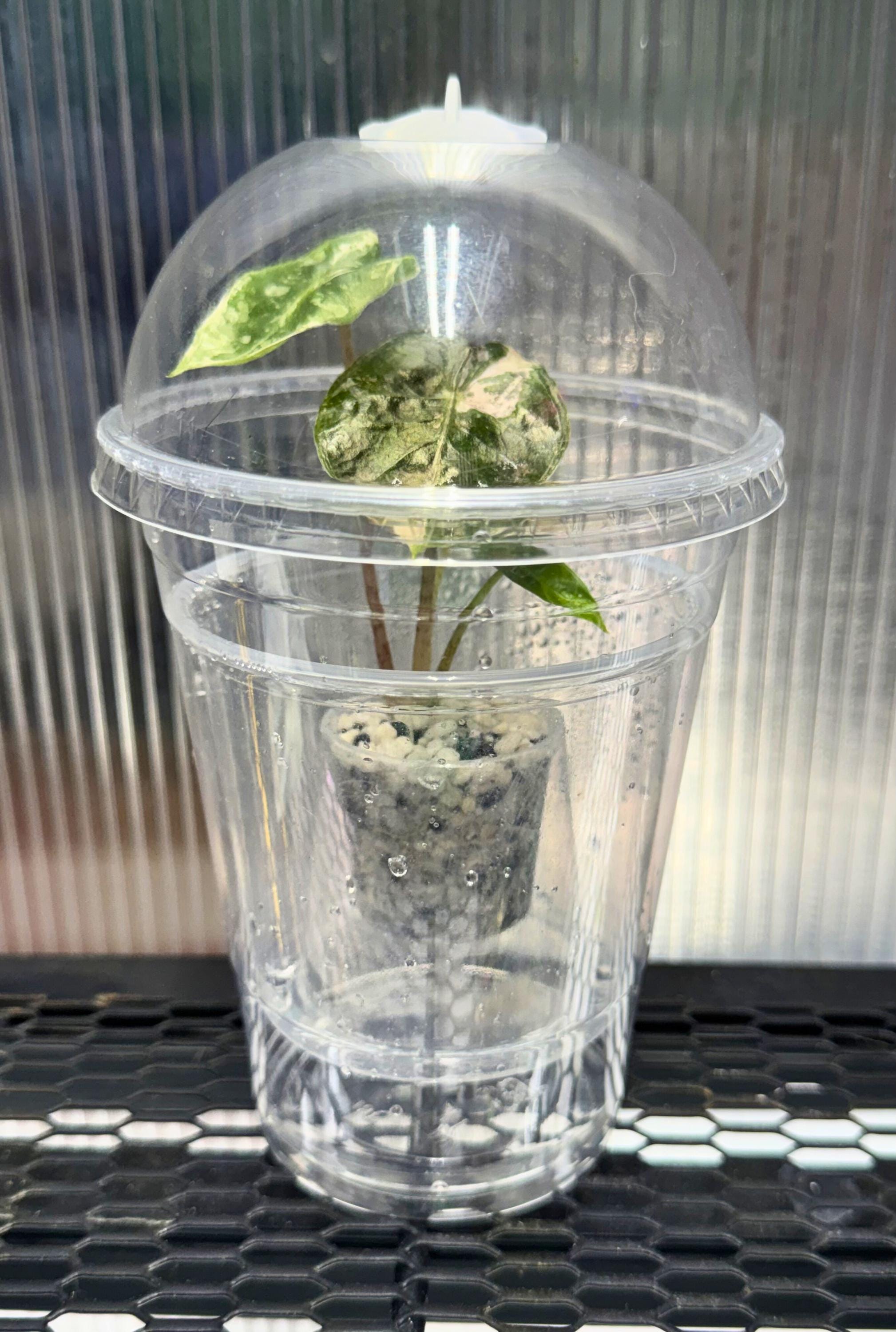 TC Bomber Dome Bundle (vented) Self Watering, Designed for Tissue ...