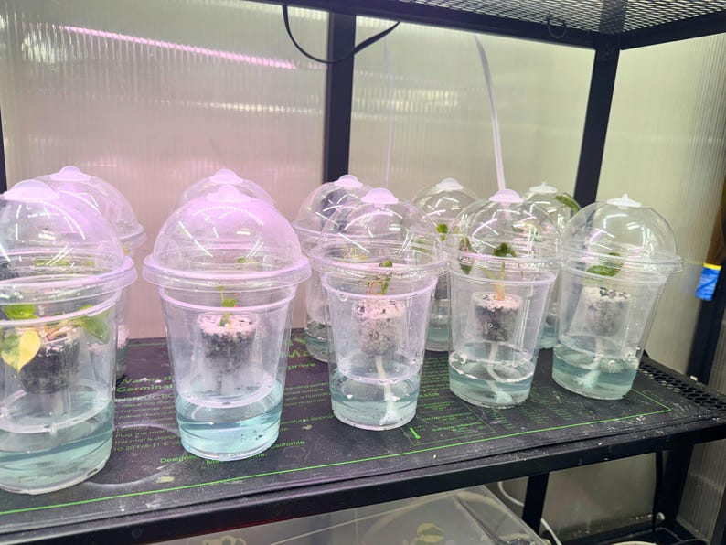 TC Bomber Dome Bundle (vented) Self Watering, Designed for Tissue ...